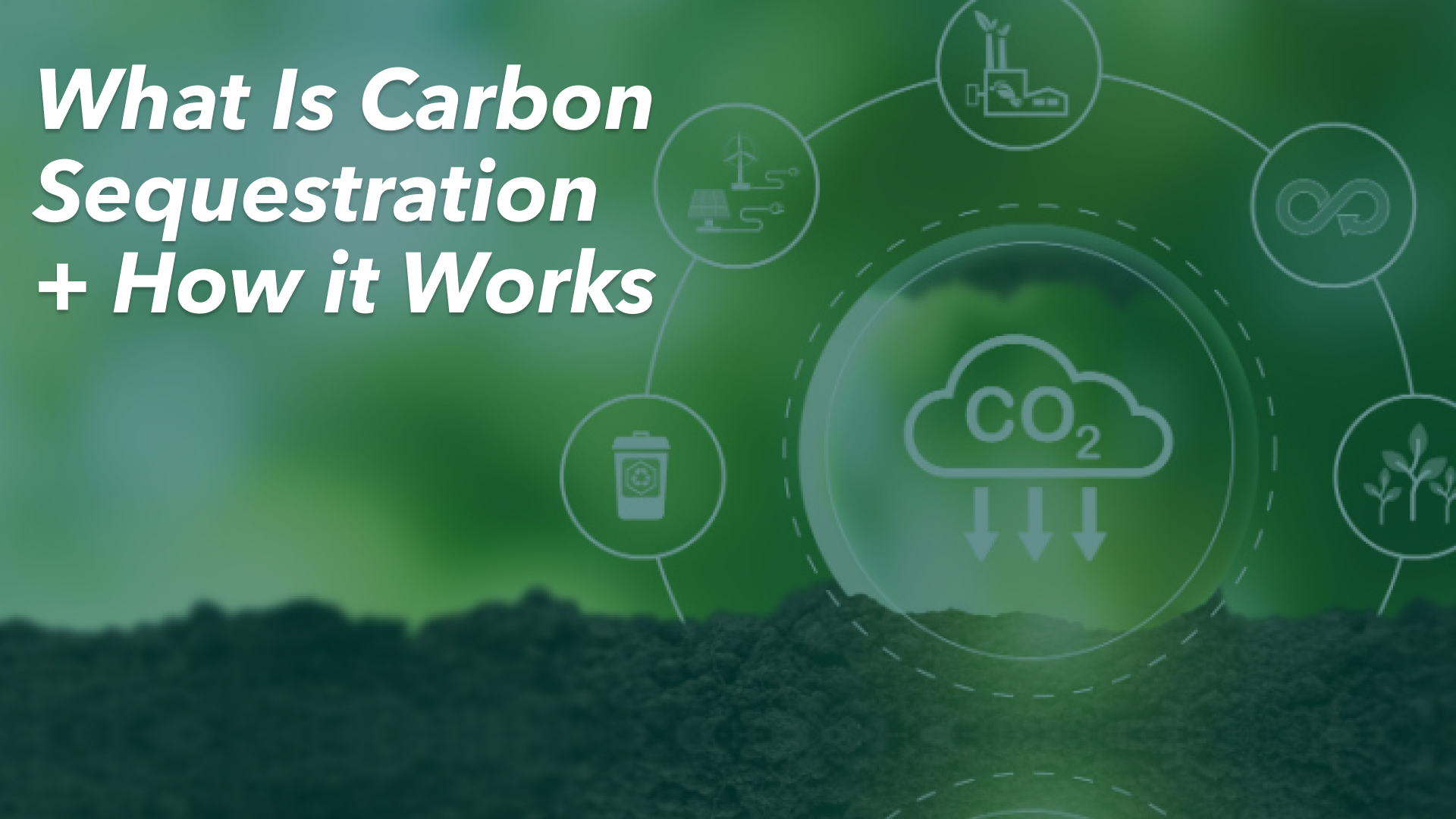 What is Carbon Sequestration + How it Works - Gutchess Lumber