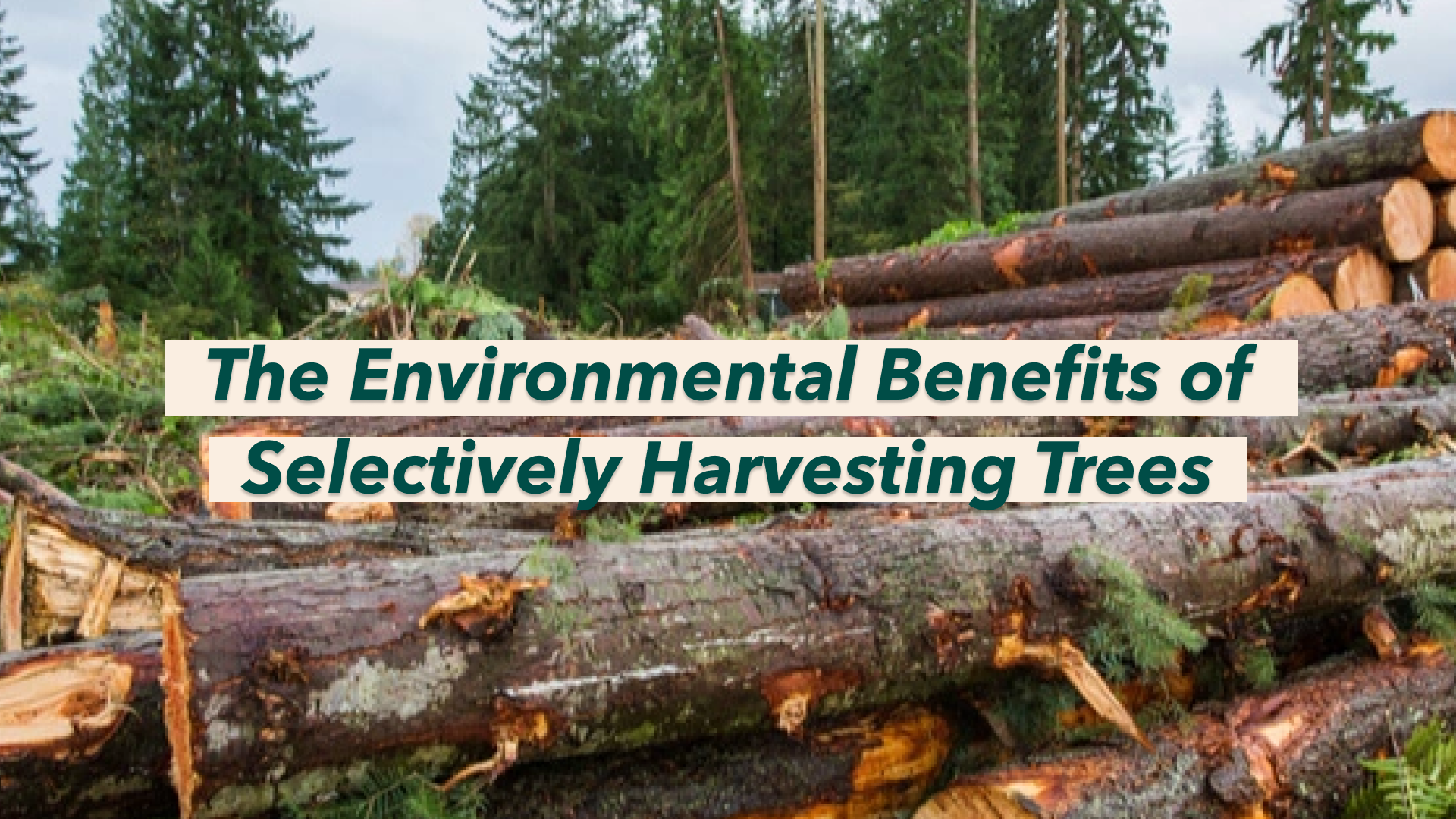 The Environmental Benefits of Selectively Harvesting Trees - Gutchess ...