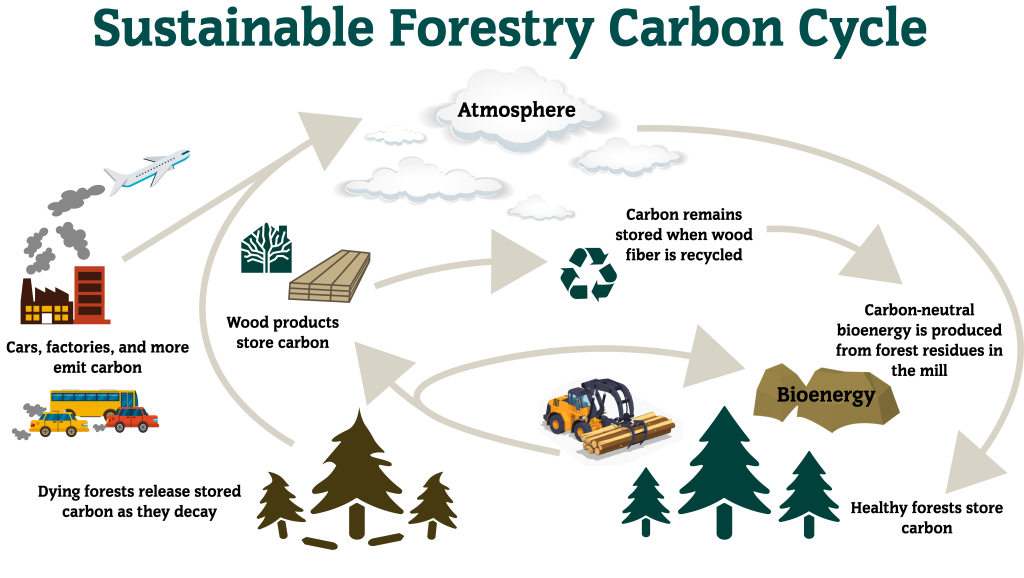 Teach Kids About the Carbon Cycle | Gutchess Lumber